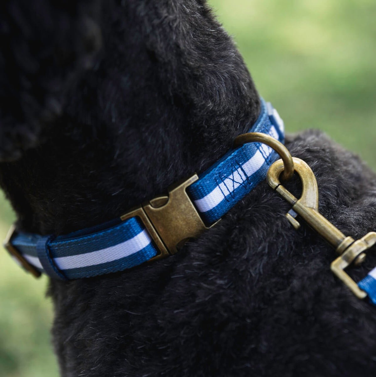 The Signature Collar – Toto & Otis